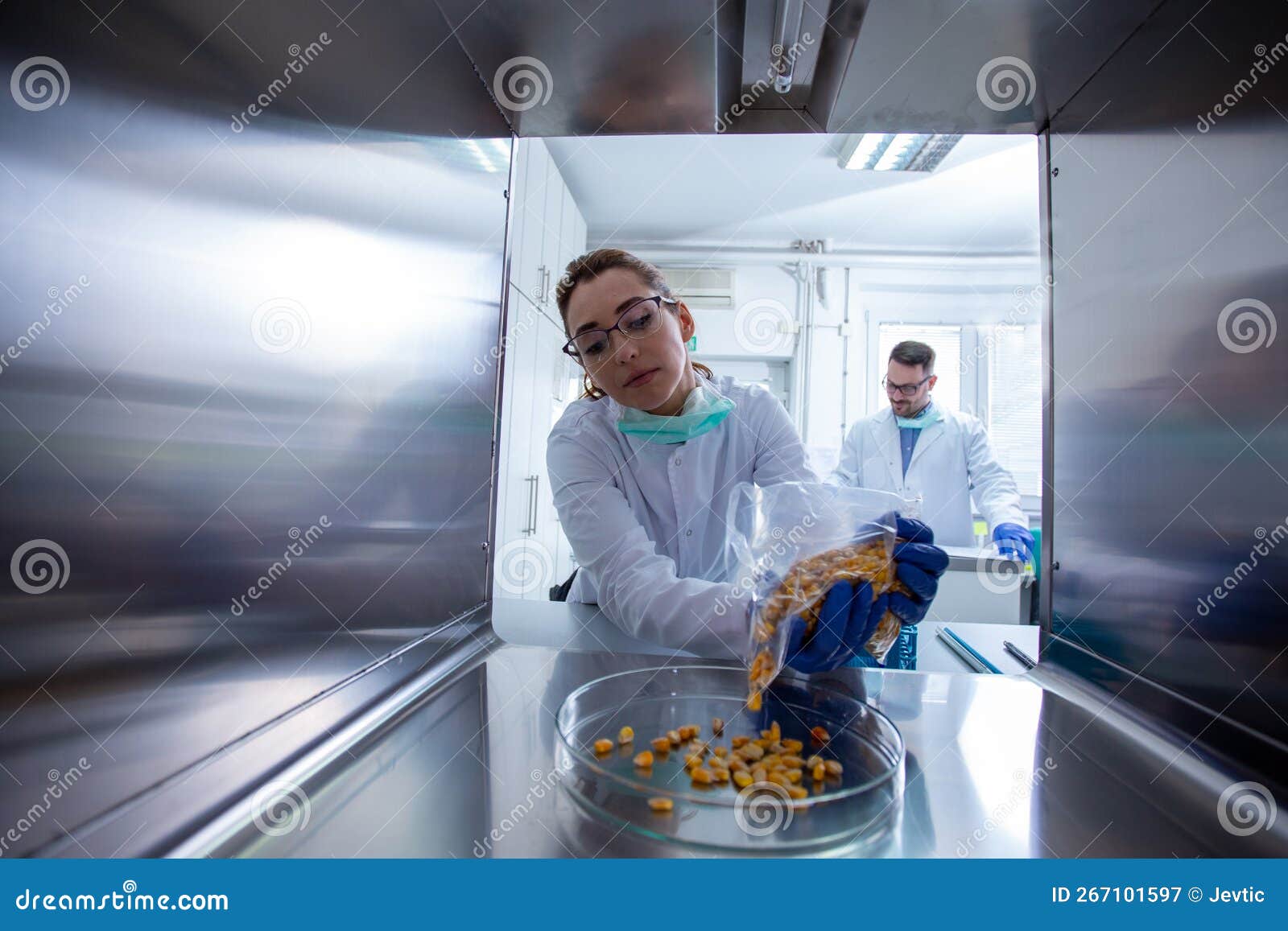 Biologist Working with Corn Grains in Laboratory Stock Image - Image of ...