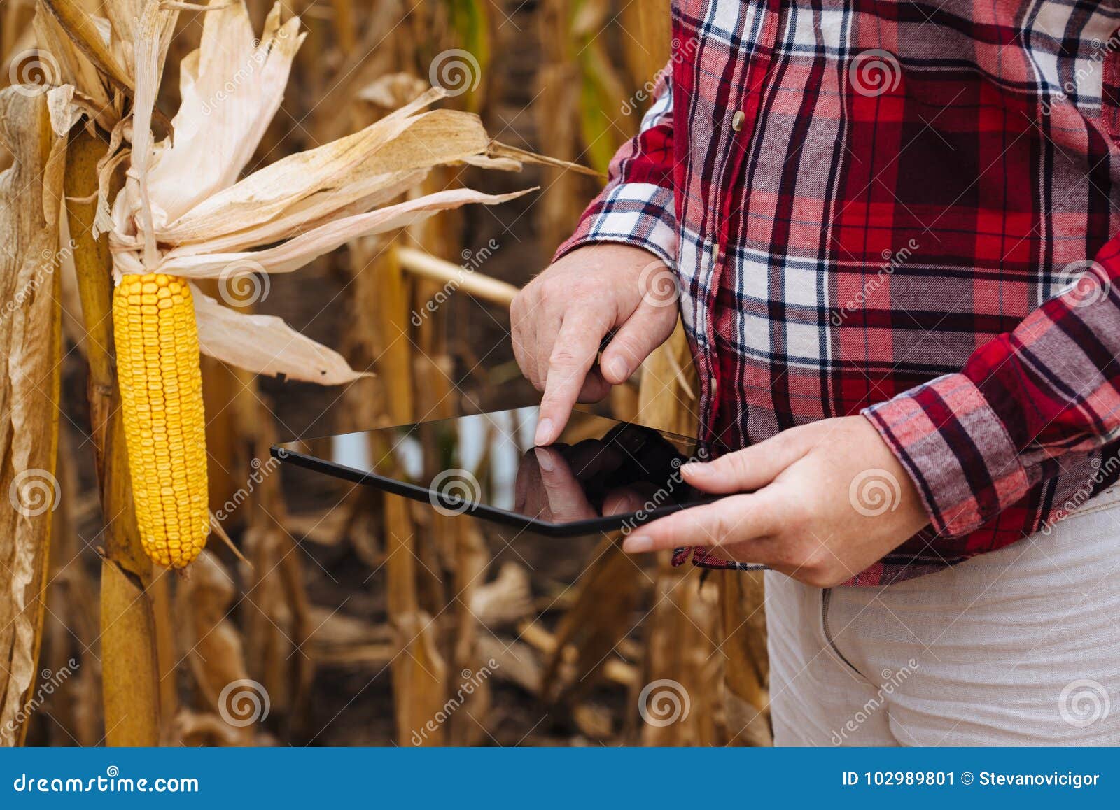 Agronomist Using Tablet Computer in Corn Field during Harvest Stock ...
