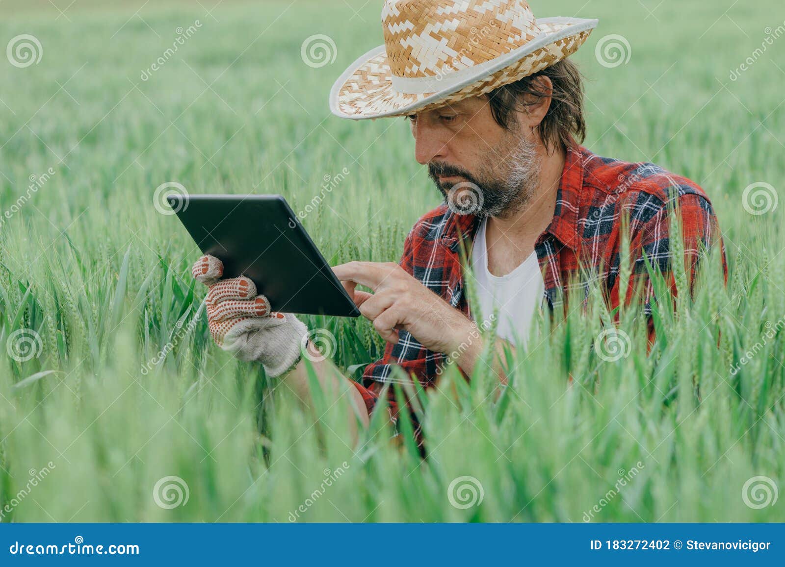 Agronomist Using Tablet Computer in Green Wheat Crop Agricultural Field ...