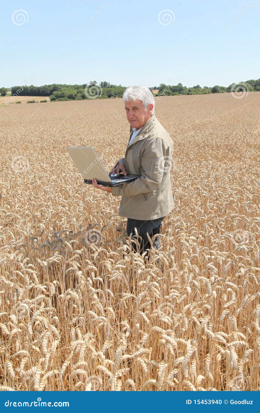 Agronomist in wheat field stock photo. Image of analysis - 15453940