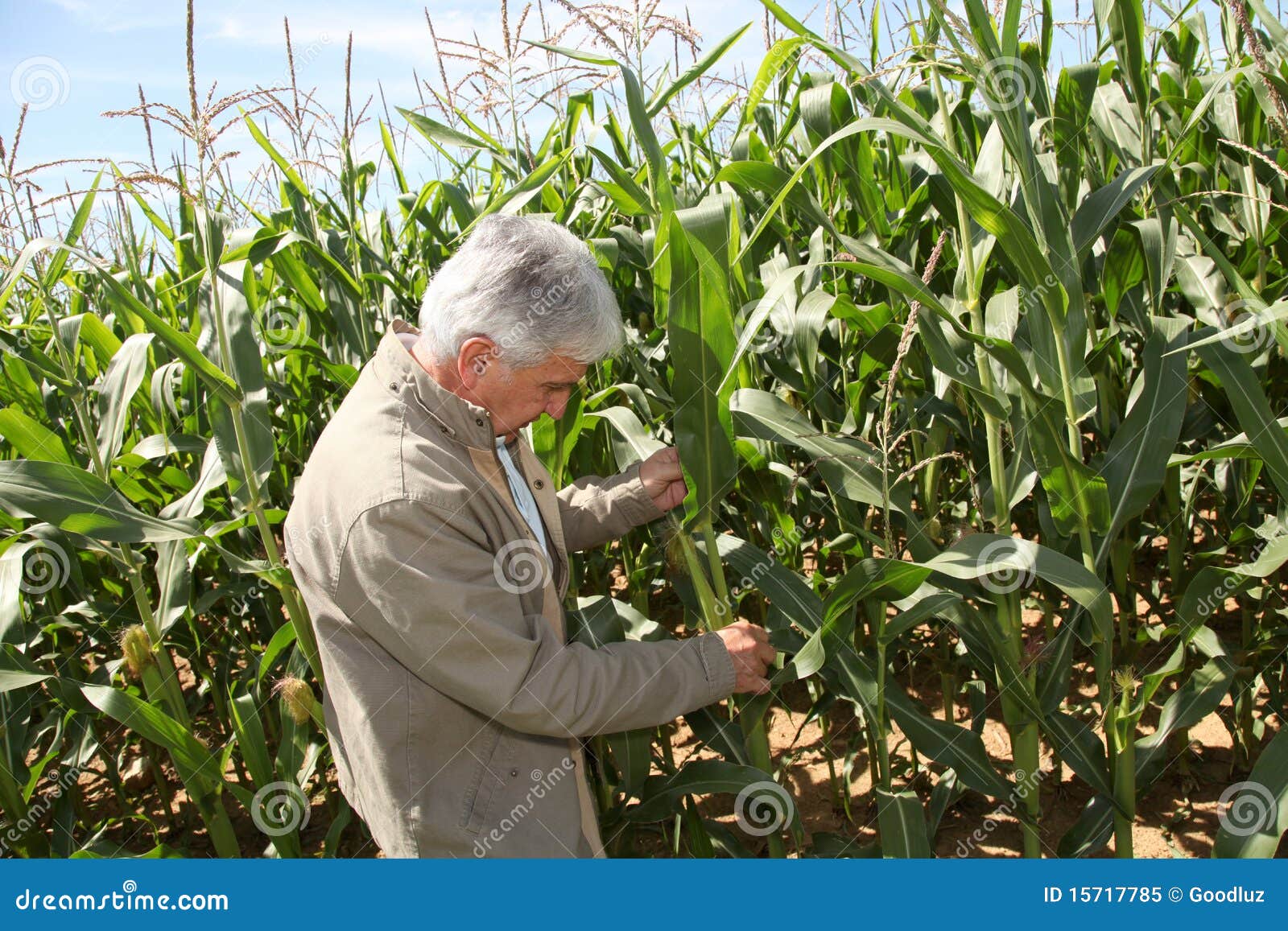 Agronomy stock image. Image of agronomist, senior, outdoor - 15717785