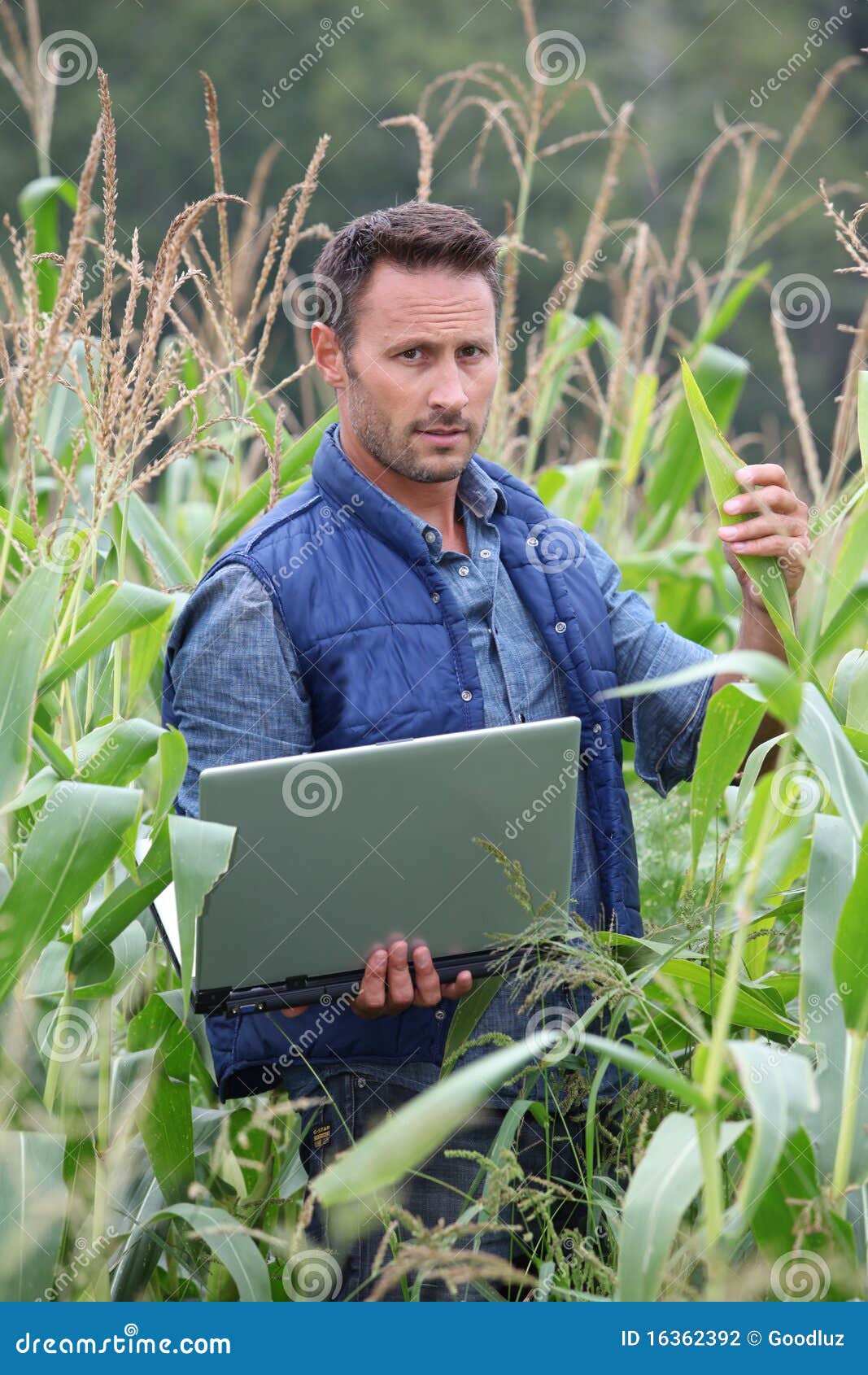 Agronomy stock photo. Image of agriculture, summer, corn - 16362392