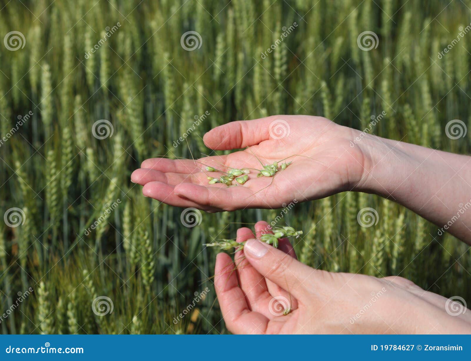 Agronomy stock image. Image of farming, country, countryside - 19784627