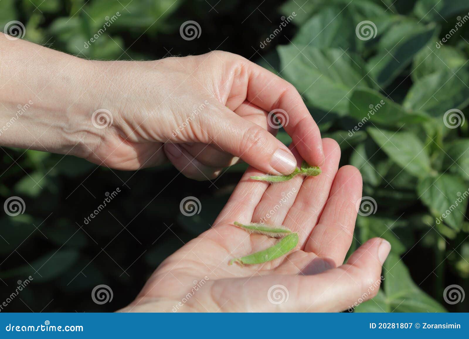 Agronomy stock image. Image of expert, agronomist, growing - 20281807