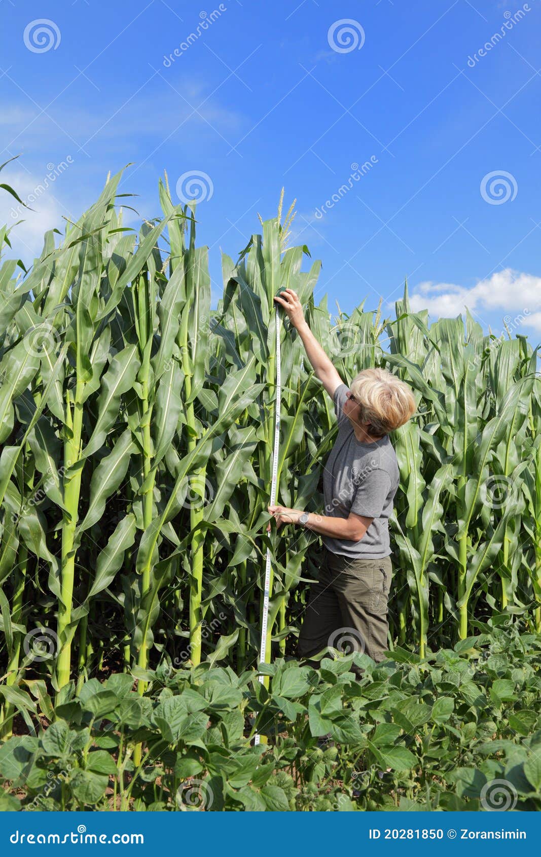 Agronomy stock photo. Image of agronomy, measuring, crop - 20281850