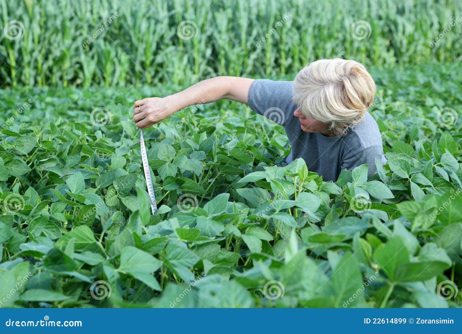Agronomy stock image. Image of natural, nature, growing - 22614899