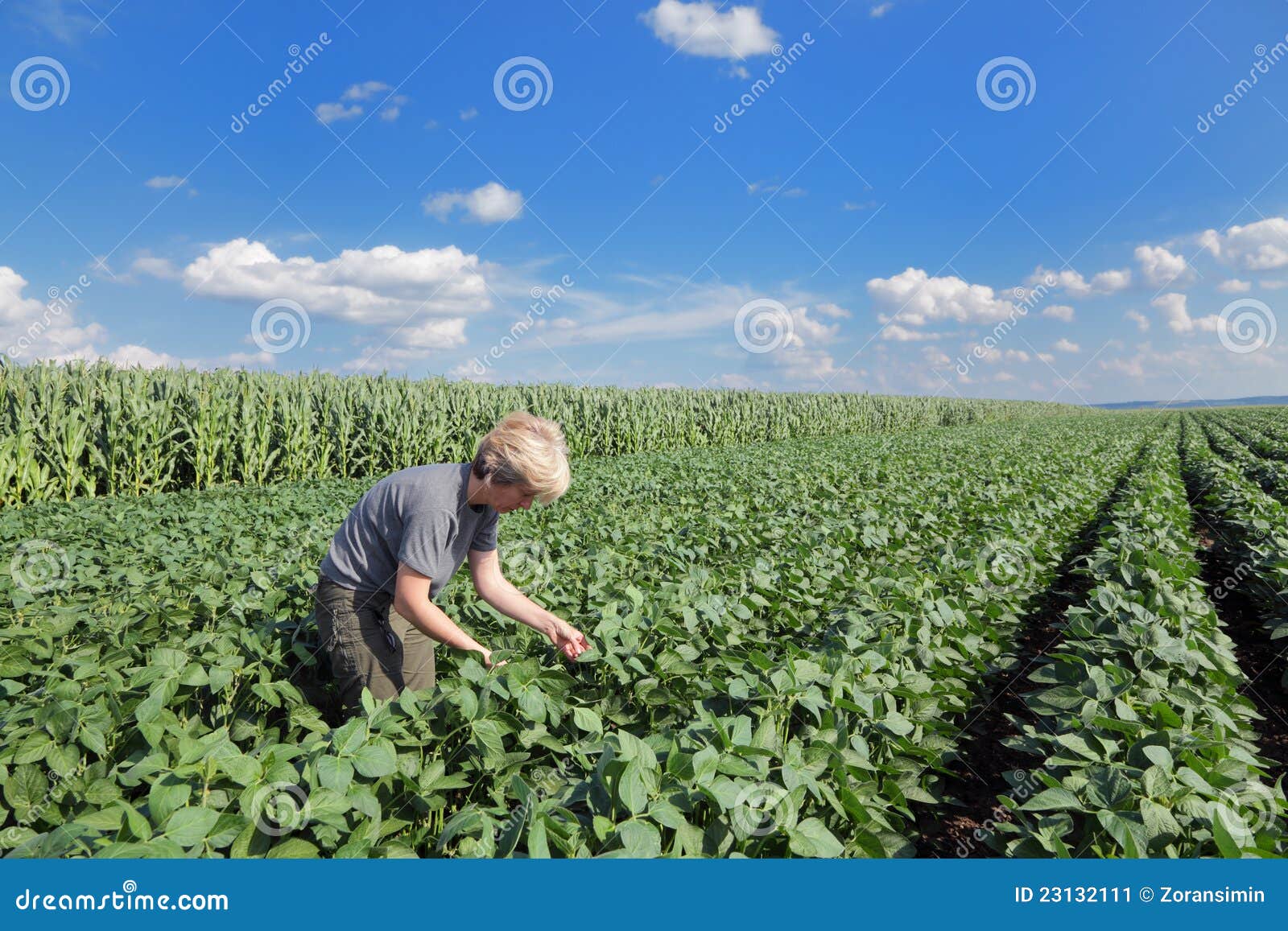 Agronomy stock image. Image of clouds, inspect, land - 23132111