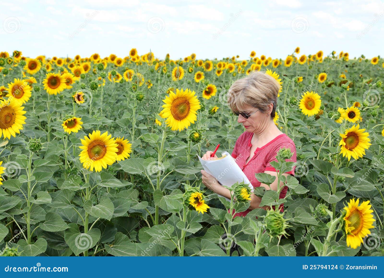 Agronomy stock photo. Image of nature, green, agronomy - 25794124