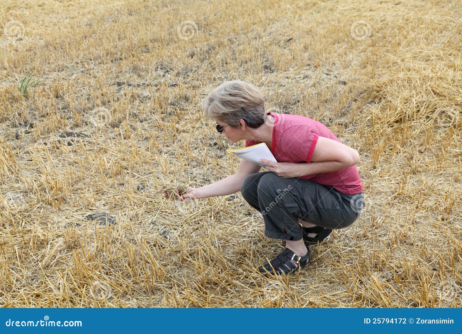 Agronomy stock photo. Image of natural, crop, farmland - 25794172