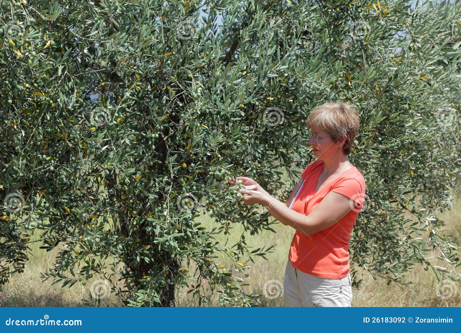 Agronomy stock photo. Image of flora, farming, floral - 26183092