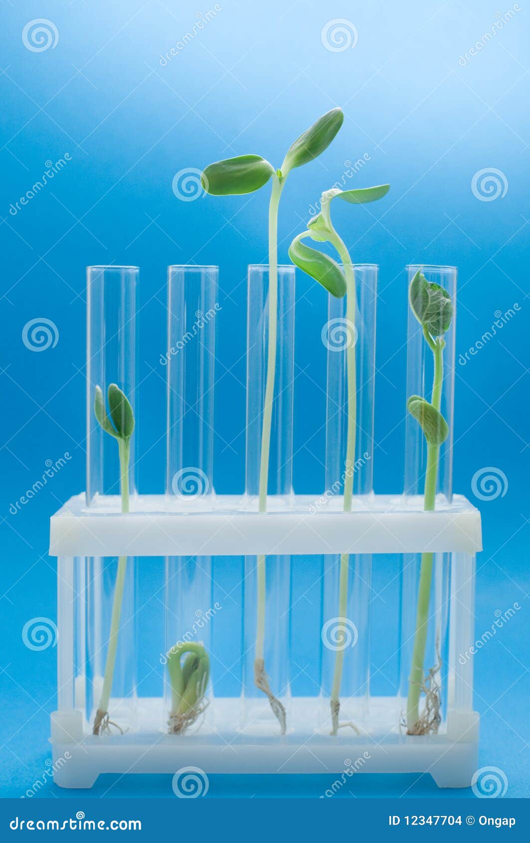 Agronomy researching stock photo. Image of grass, test - 12347704