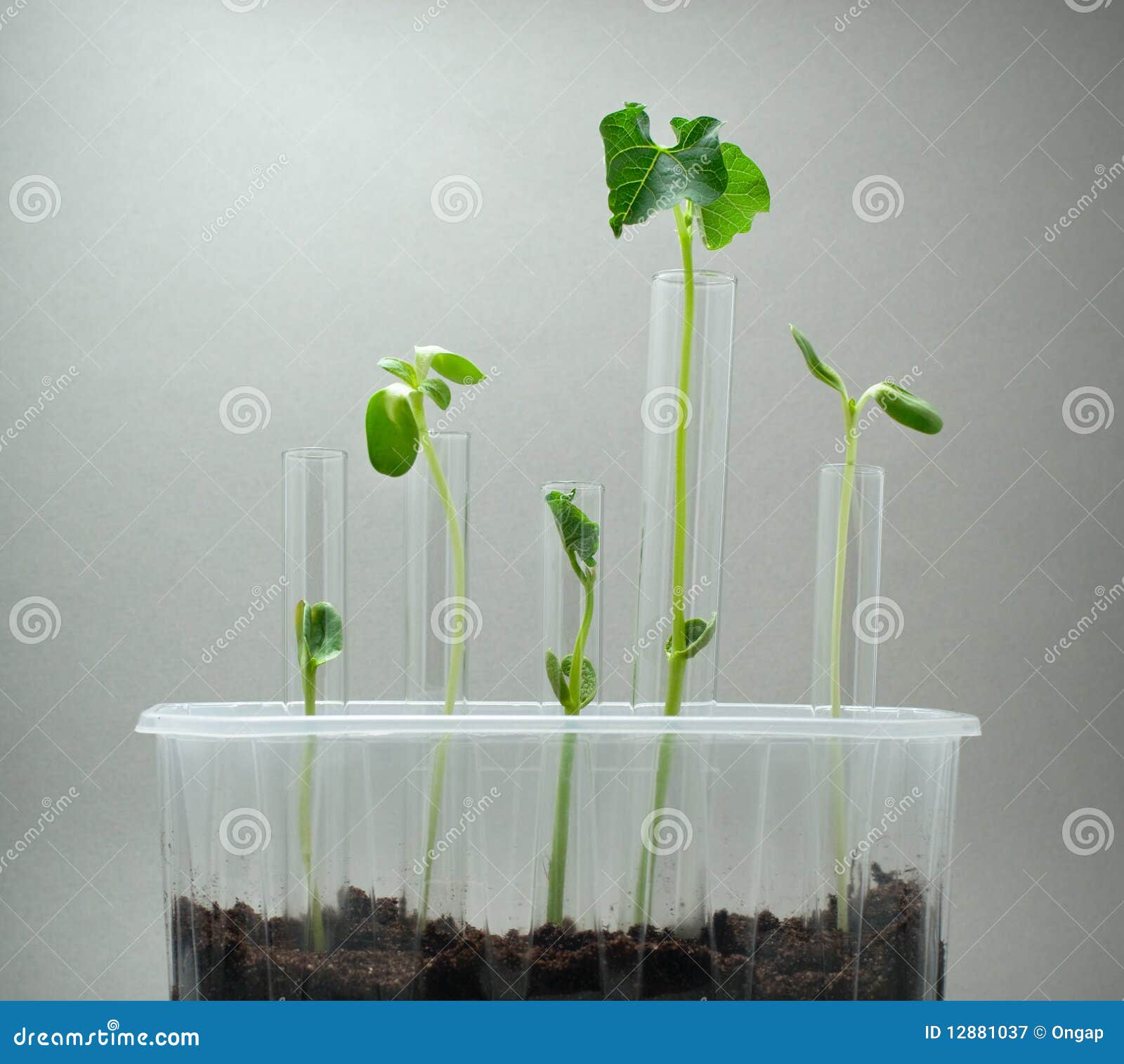 Agronomy researching stock image. Image of plant, research - 12881037