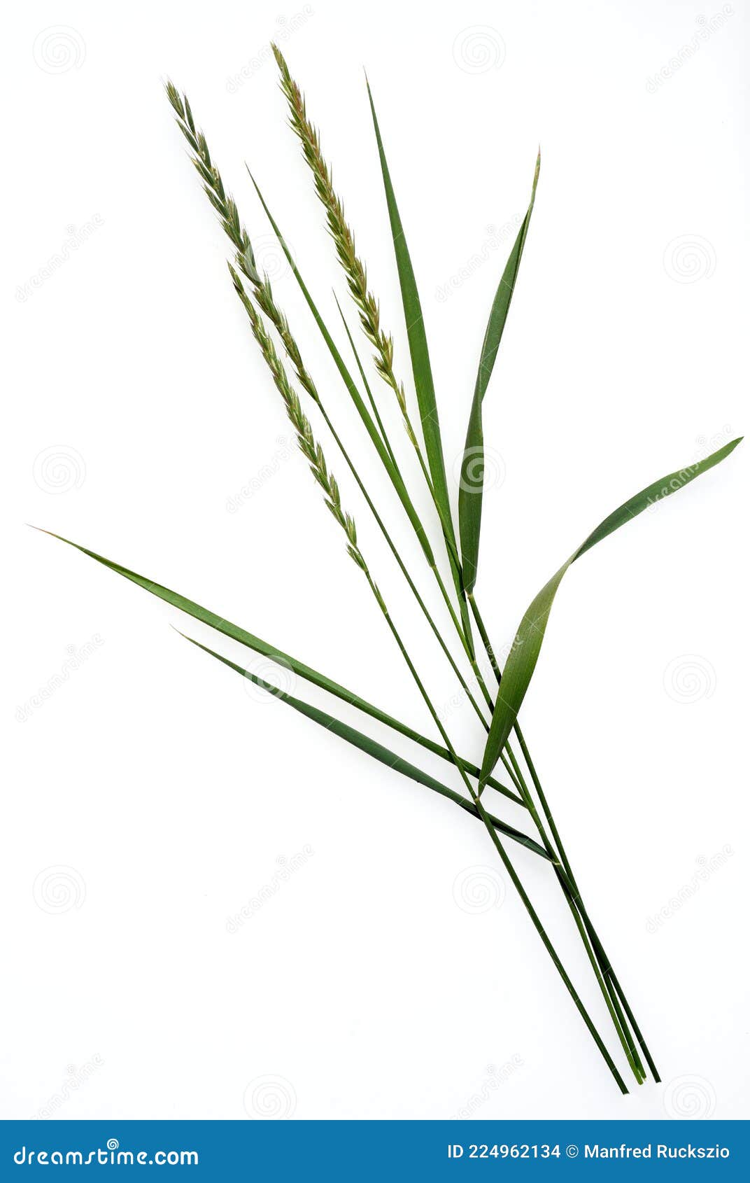 Agropyron repens stock photo. Image of herb, agropyron - 224962134