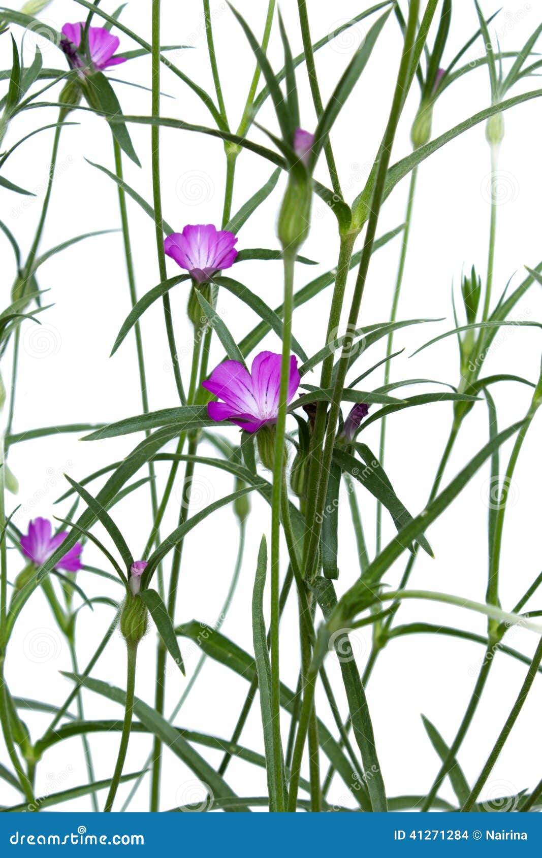 Agrostemma Githago is a Slender Pink Flower Stock Photo - Image of ...