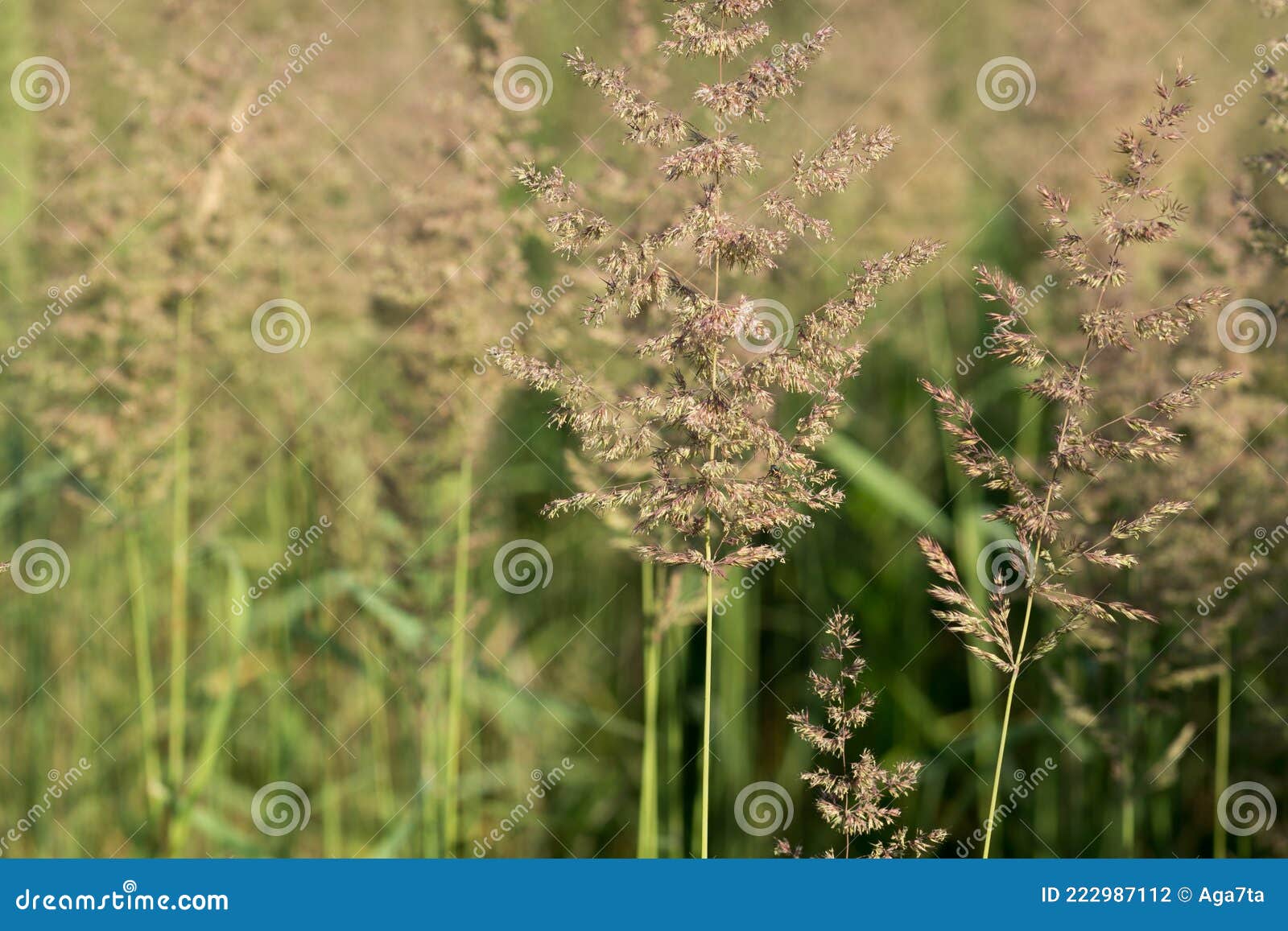 Bent Grass On The Seaside Royalty-Free Stock Photography ...