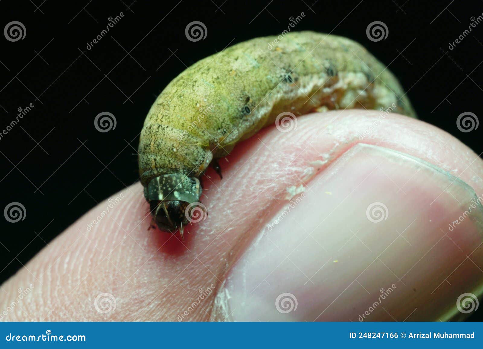 Agrotis ipsilon stock photo. Image of larva, tanah, agrotis - 248247166