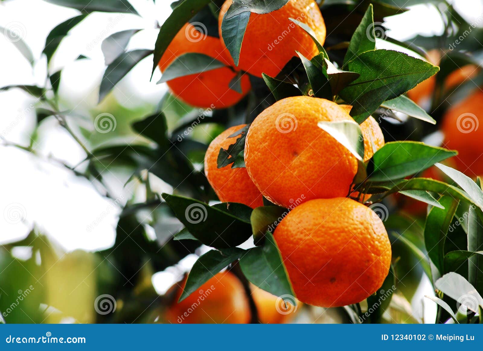 Agrume fotografia stock. Immagine di alimenti, fogli - 12340102