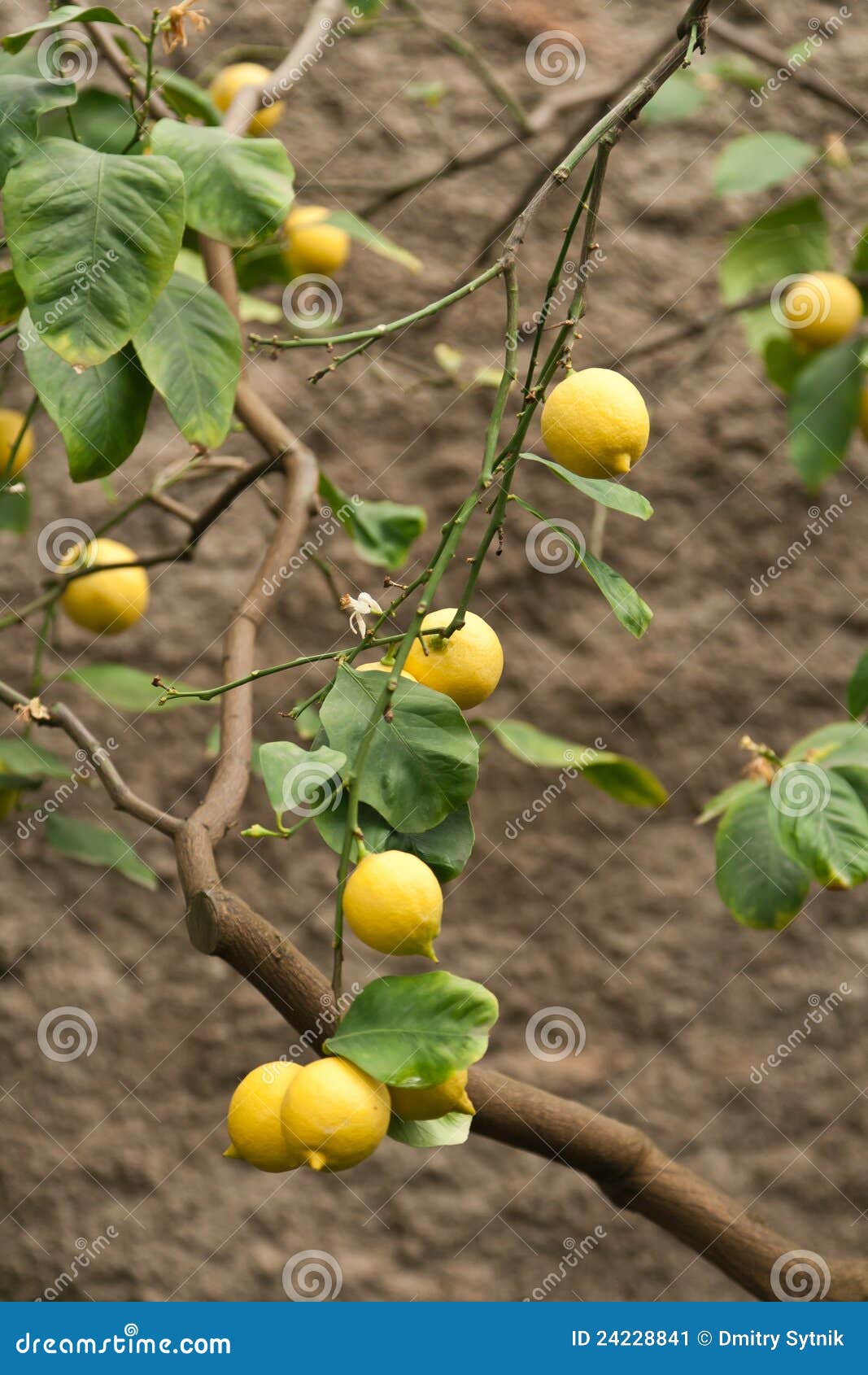 Agrumi sulla pianta immagine stock. Immagine di cespuglio - 24228841