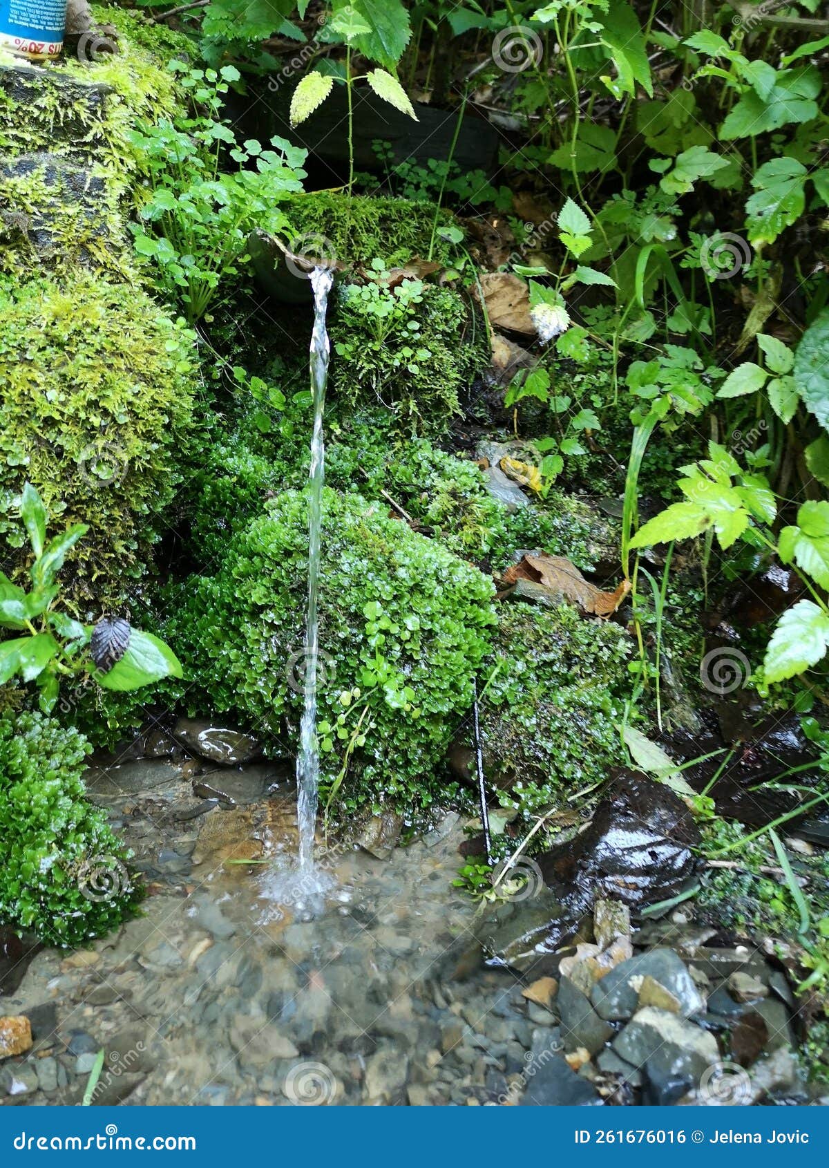 Agua de manantial pura foto de archivo. Imagen de puro - 261676016