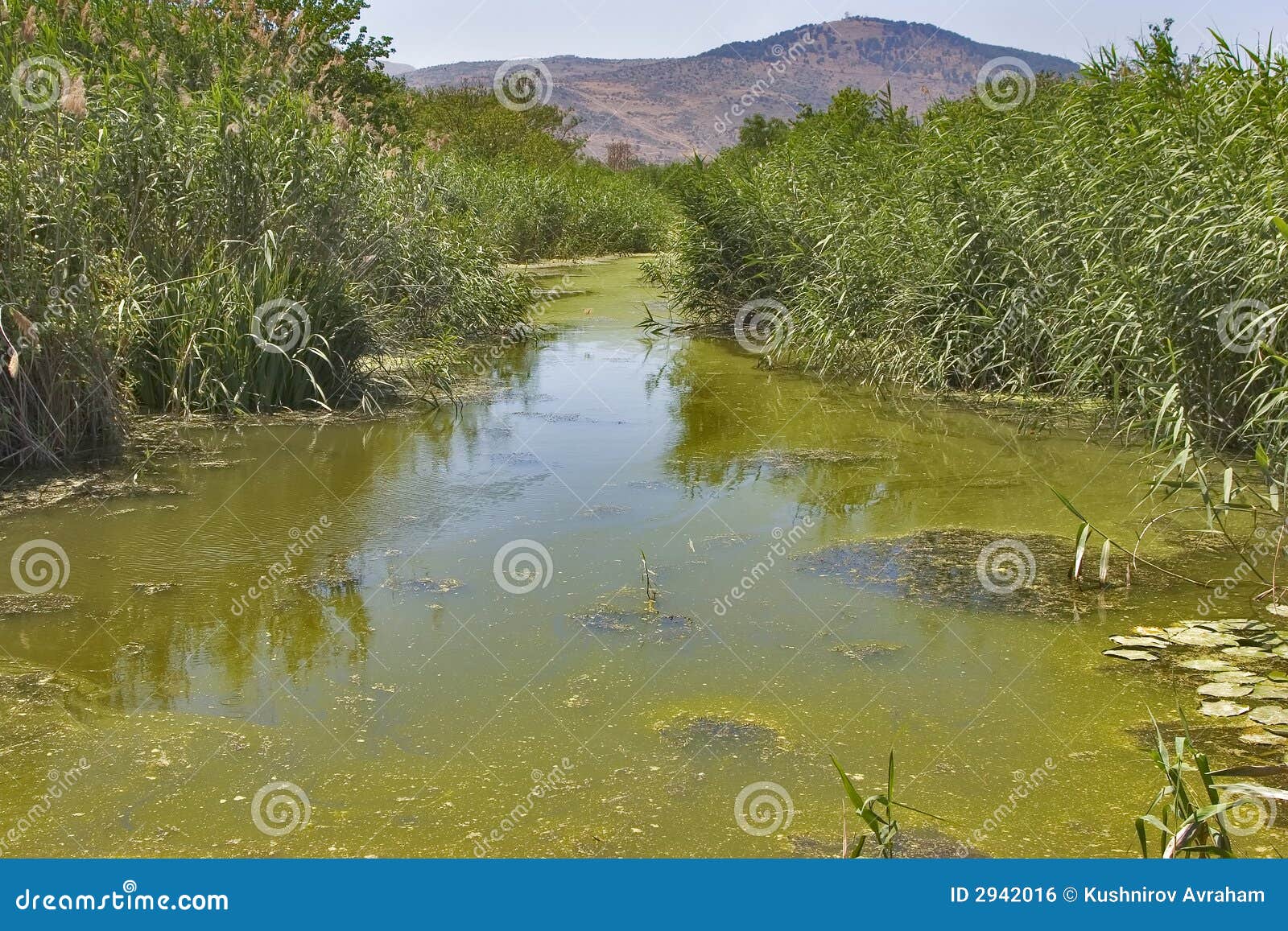 Agua Estancada. Imagen de archivo libre de regalías - Imagen: 2942016