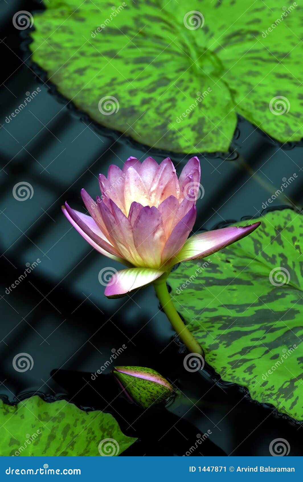 Agua Lilly imagen de archivo. Imagen de hermoso, bulbo - 1447871