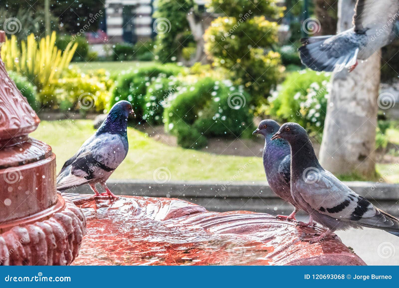 Agua Potable De Las Palomas En La Fuente Foto de archivo - Imagen de ...
