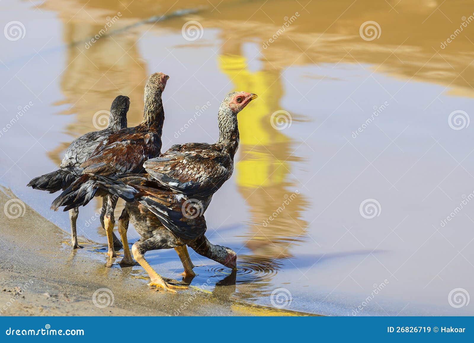 Agua Potable De Los Pollos Del Río Imagen de archivo - Imagen de orilla ...