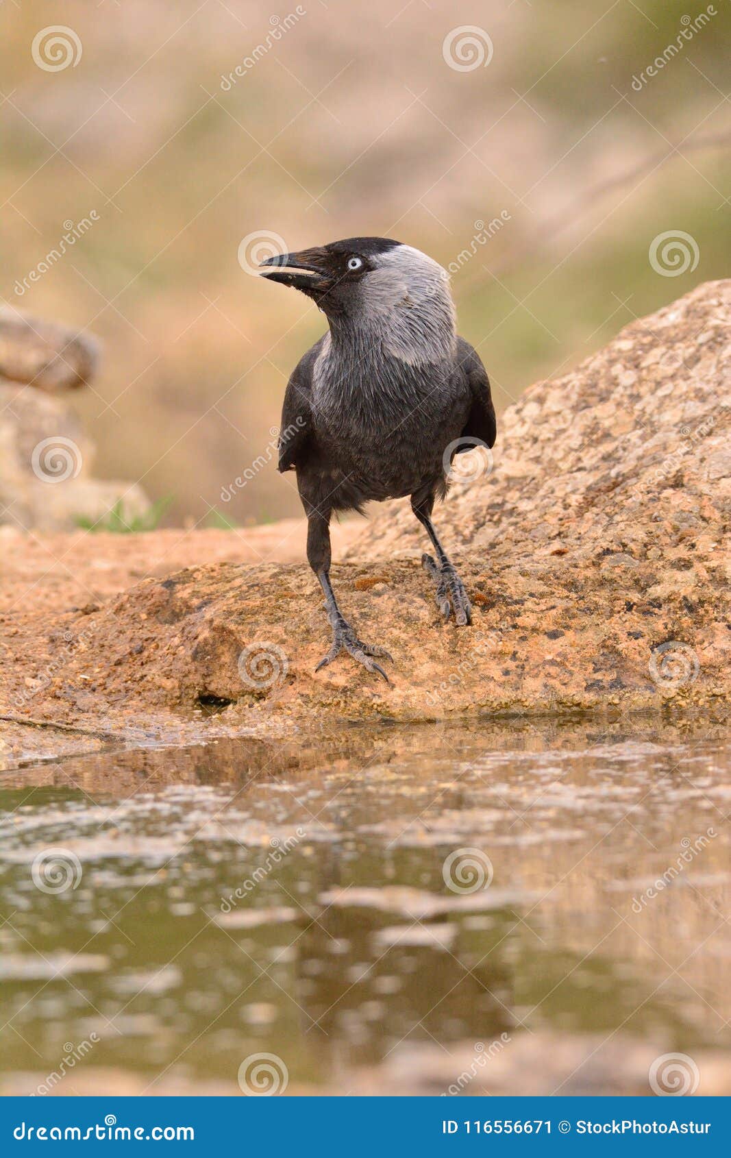Agua Potable Del Grajo Occidental En Una Charca Imagen de archivo ...