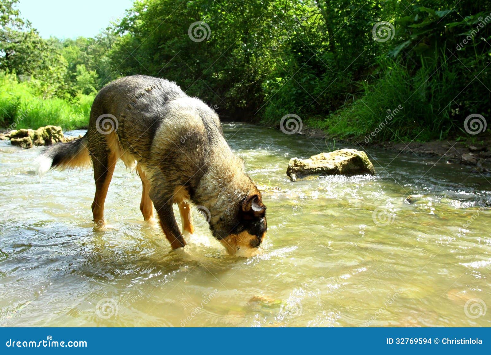 Agua Potable Del Perro Del Río Foto de archivo - Imagen de agradable ...