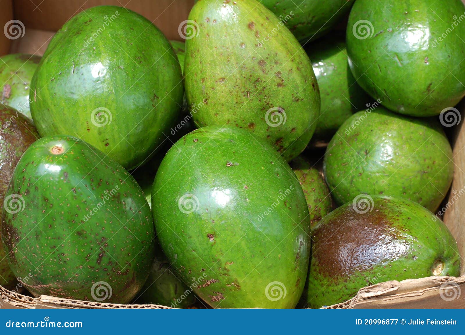 Aguacates Grandes De La Florida Para La Venta Imagen de archivo ...