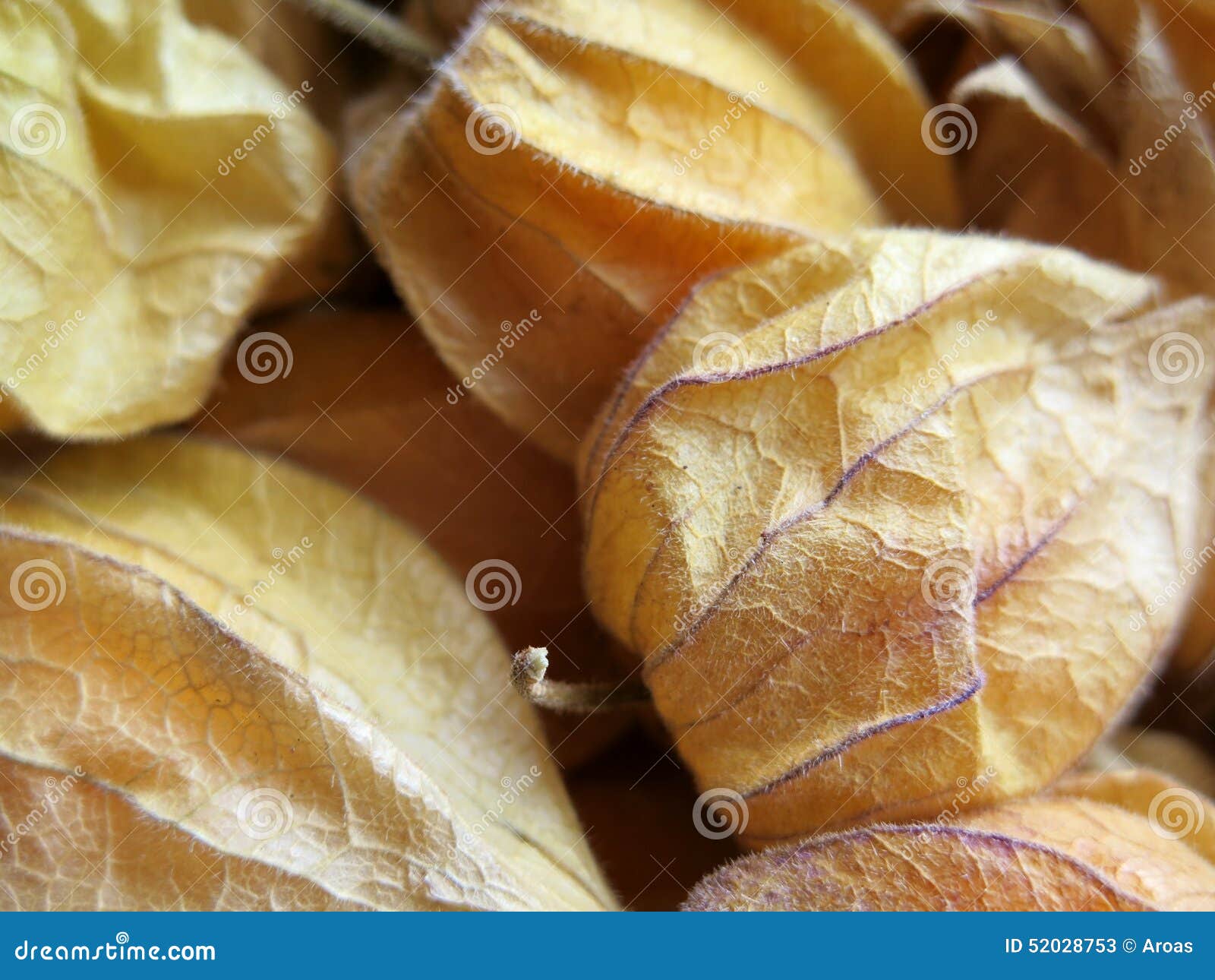 Aguaymanto, fruto peruano imagem de stock. Imagem de baga - 52028753