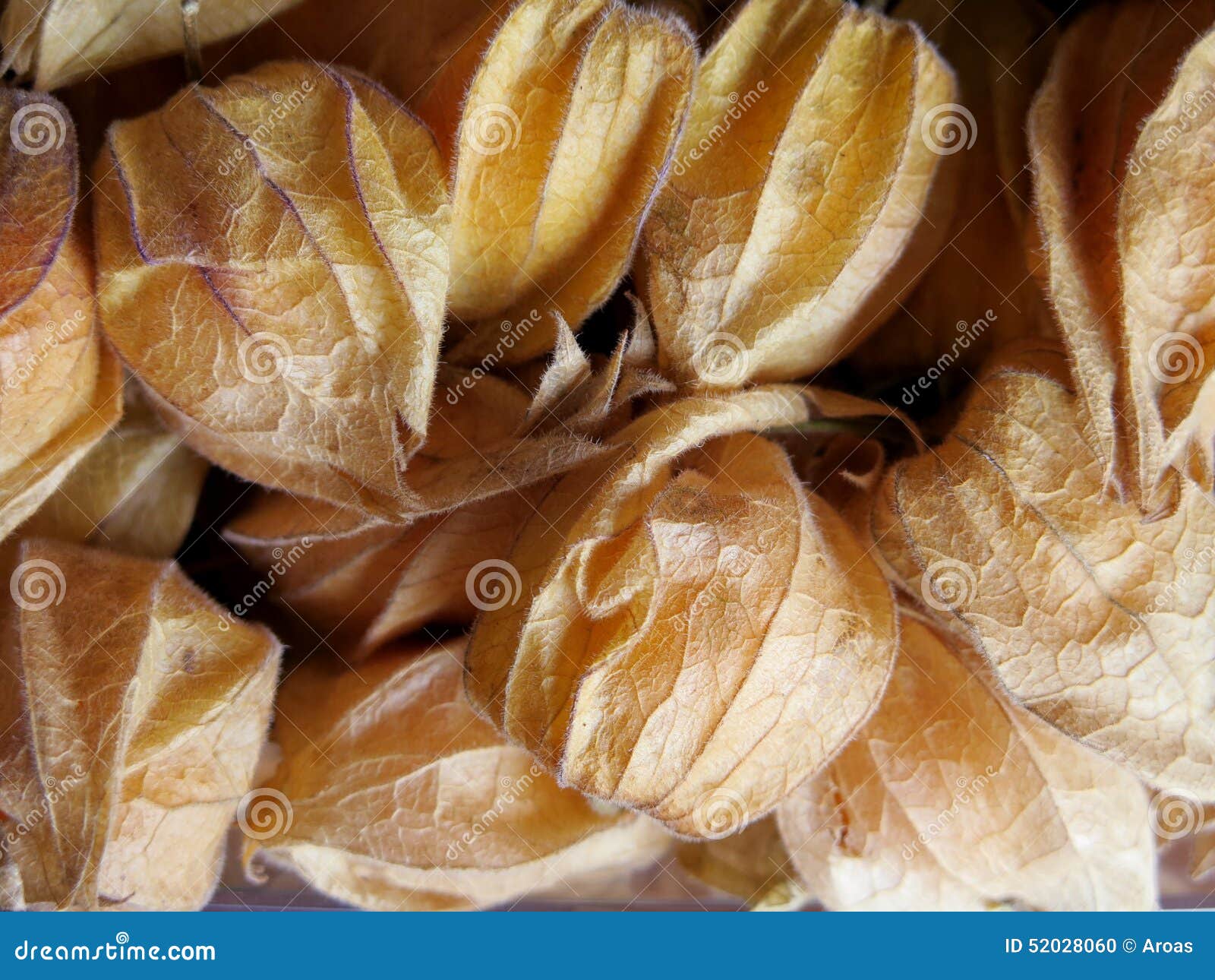 Aguaymanto, Peruvian fruit stock photo. Image of natural - 52028060