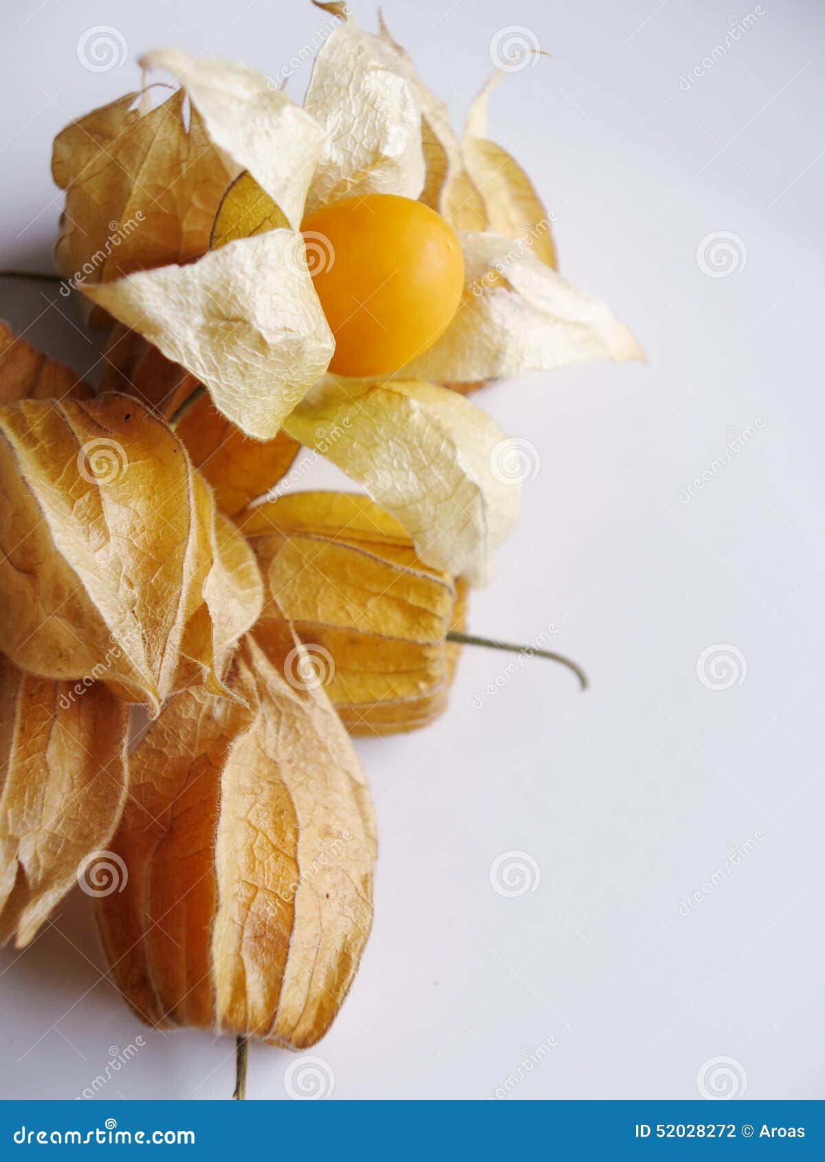 Aguaymanto, Peruvian fruit stock photo. Image of berry - 52028272