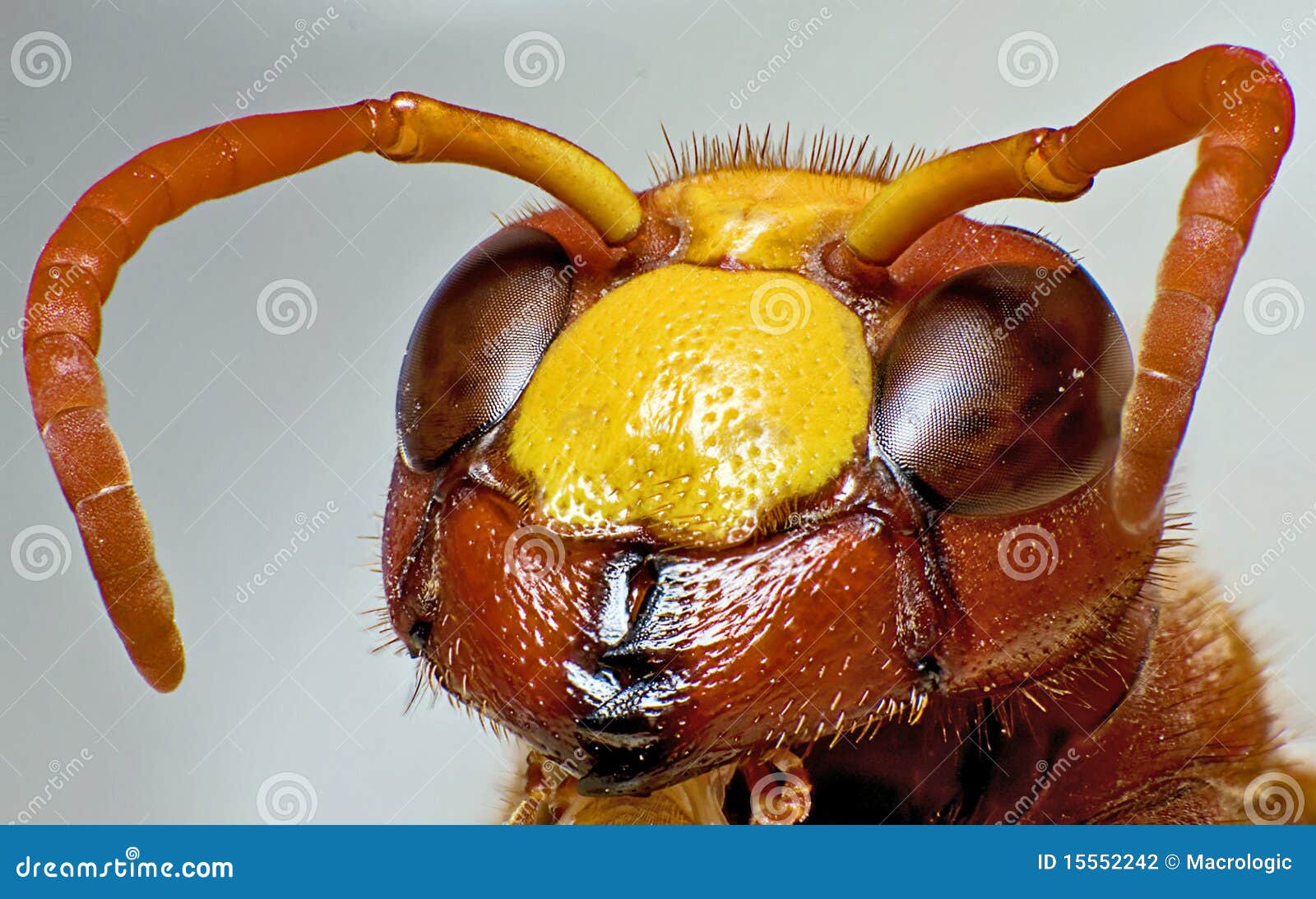 Aguijón foto de archivo. Imagen de cubo, abeja, travieso - 15552242