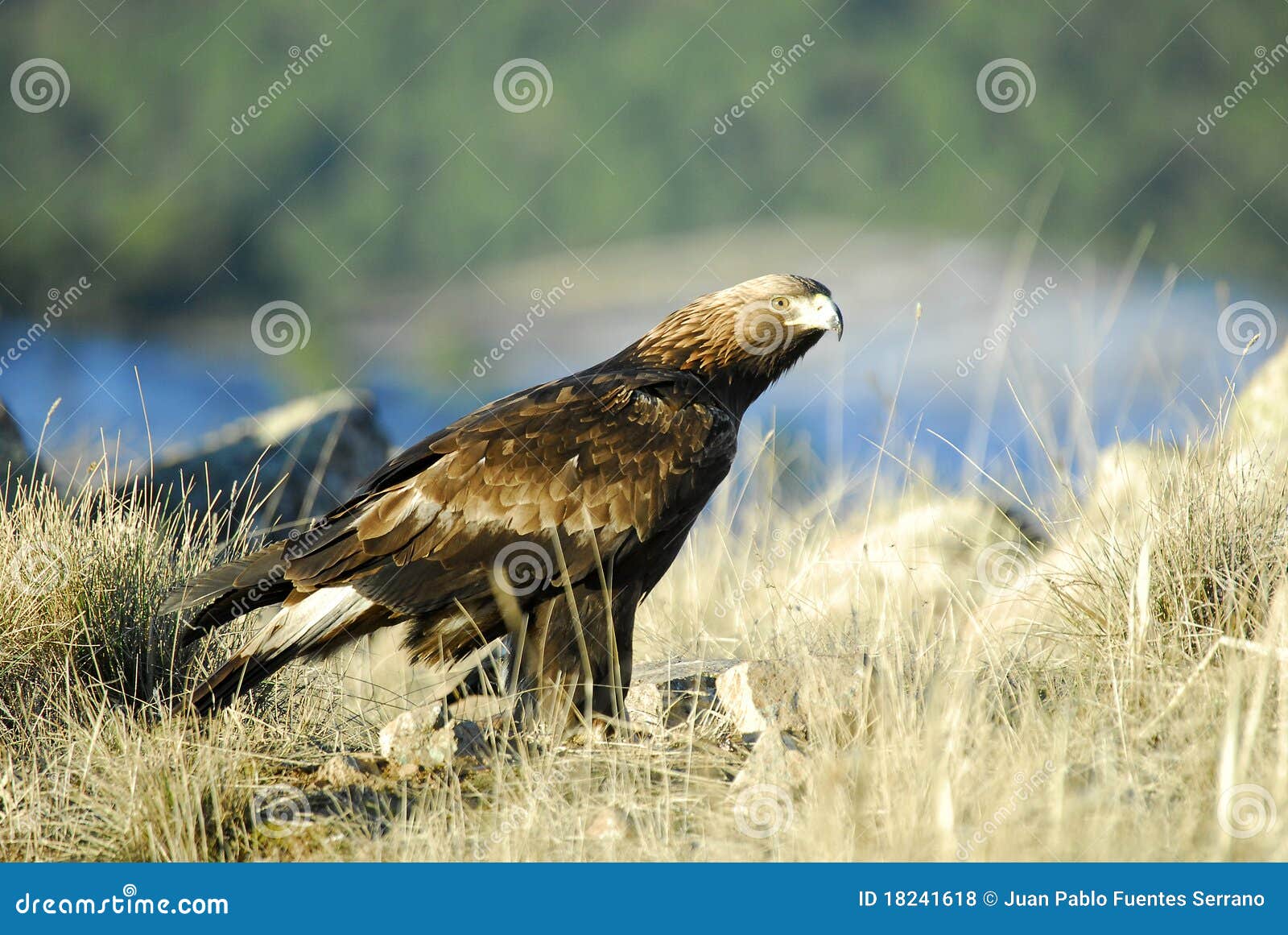 Aguila Real stock photo. Image of eagles, animals, avila - 18241618