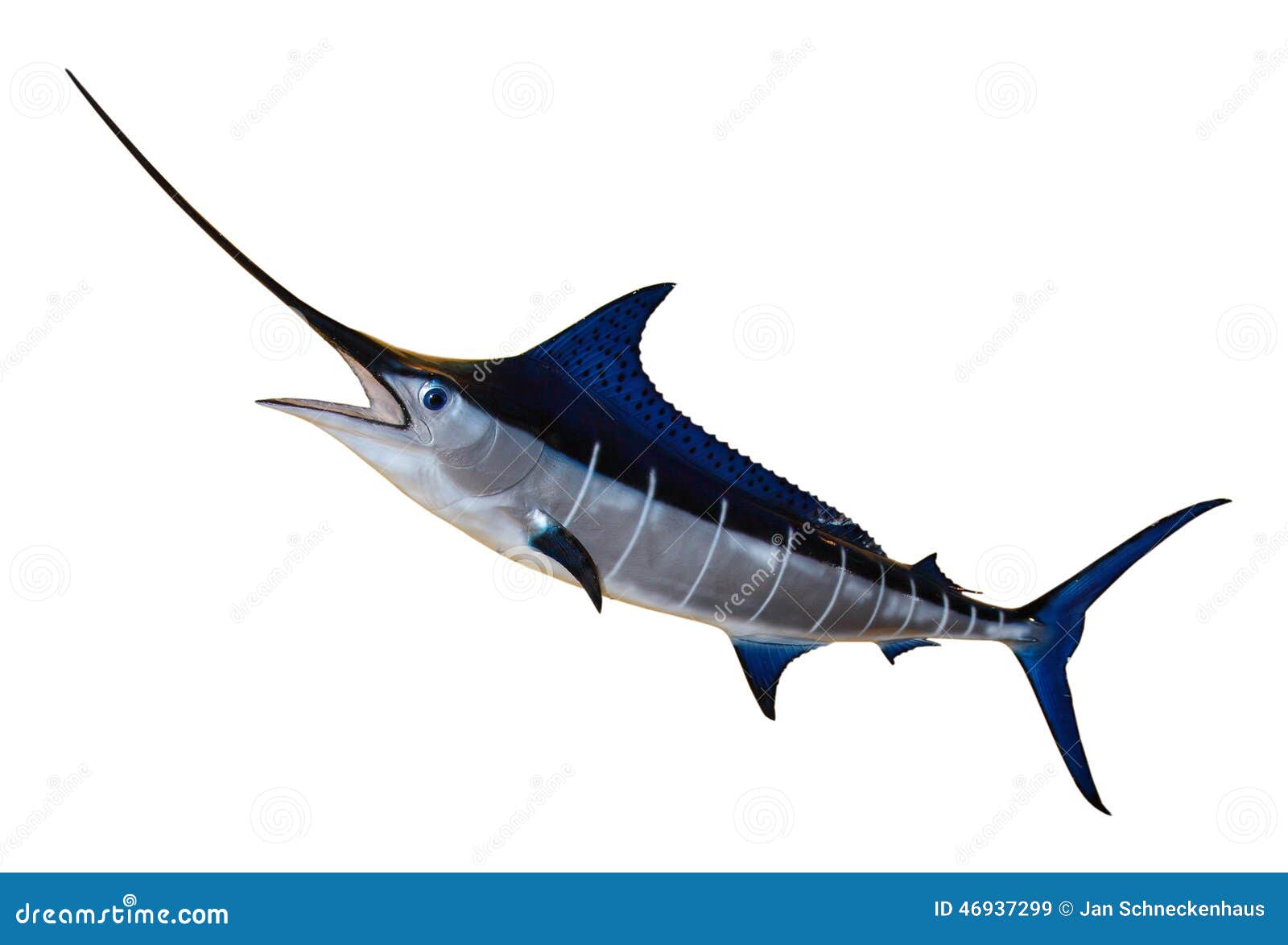 Aguja Azul De Los Peces Espadas Foto de archivo - Imagen: 46937299