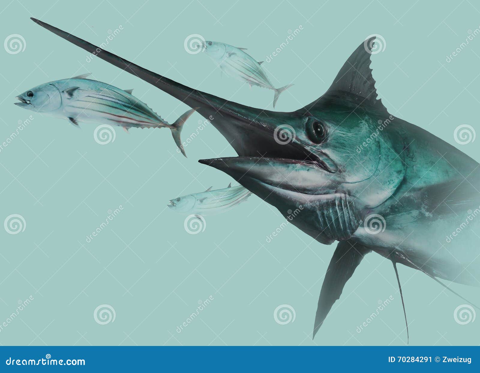 Aguja Azul Que Persigue Los Bonitos Imagen de archivo - Imagen de ...