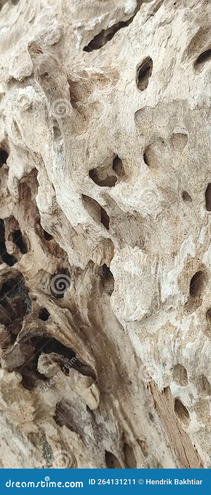 Agujeros en madera podrida imagen de archivo. Imagen de cubo - 264131211