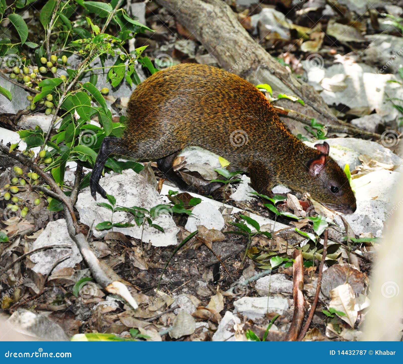 Aguti. Dasyprocta. stock image. Image of evolution, wild - 14432787