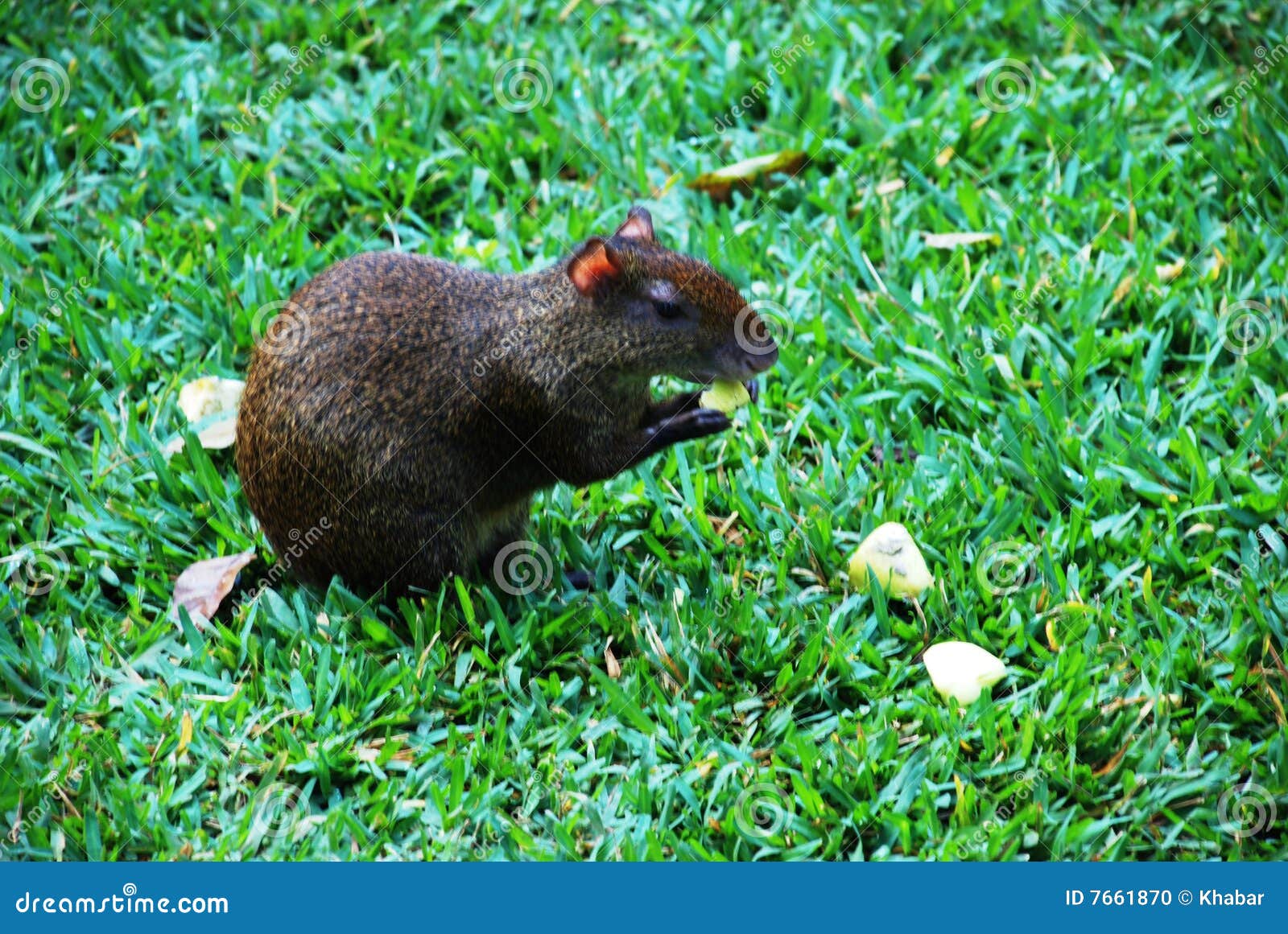 Aguti. Dasyprocta. stock photo. Image of south, zoological - 7661870
