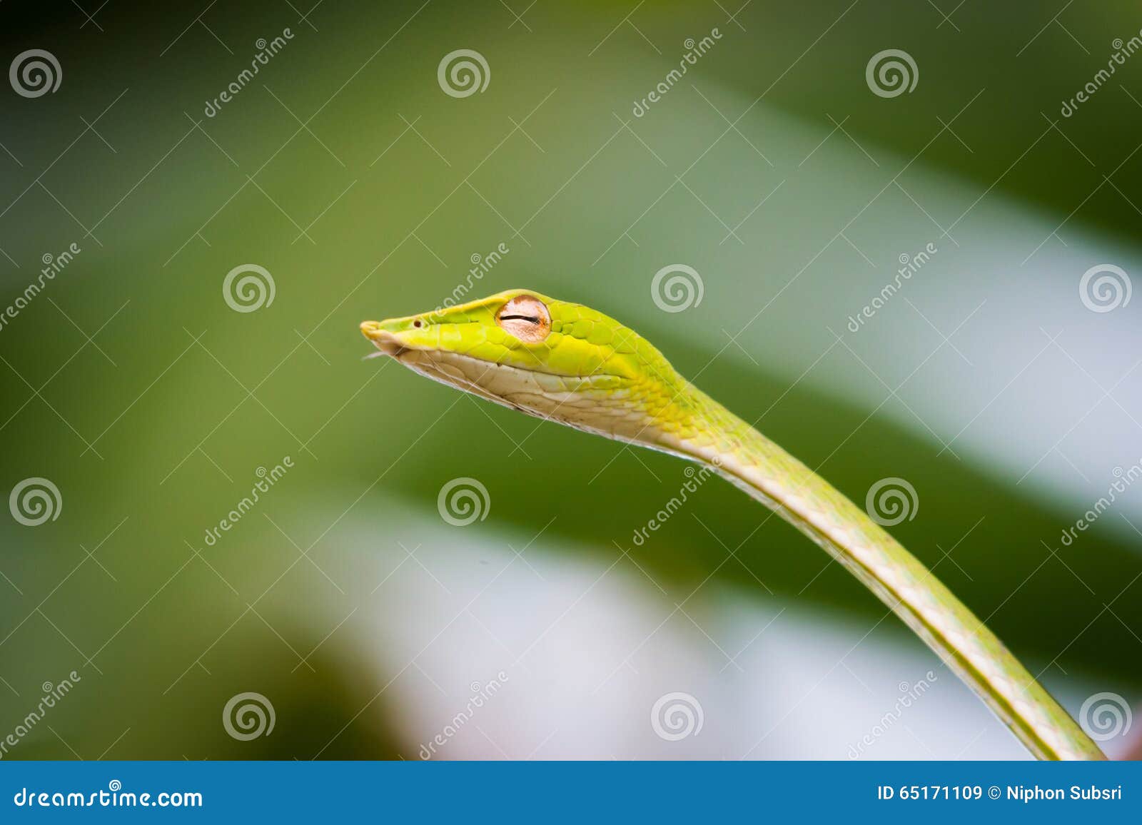 Ahaetulla prasina stock image. Image of tree, exotic - 65171109