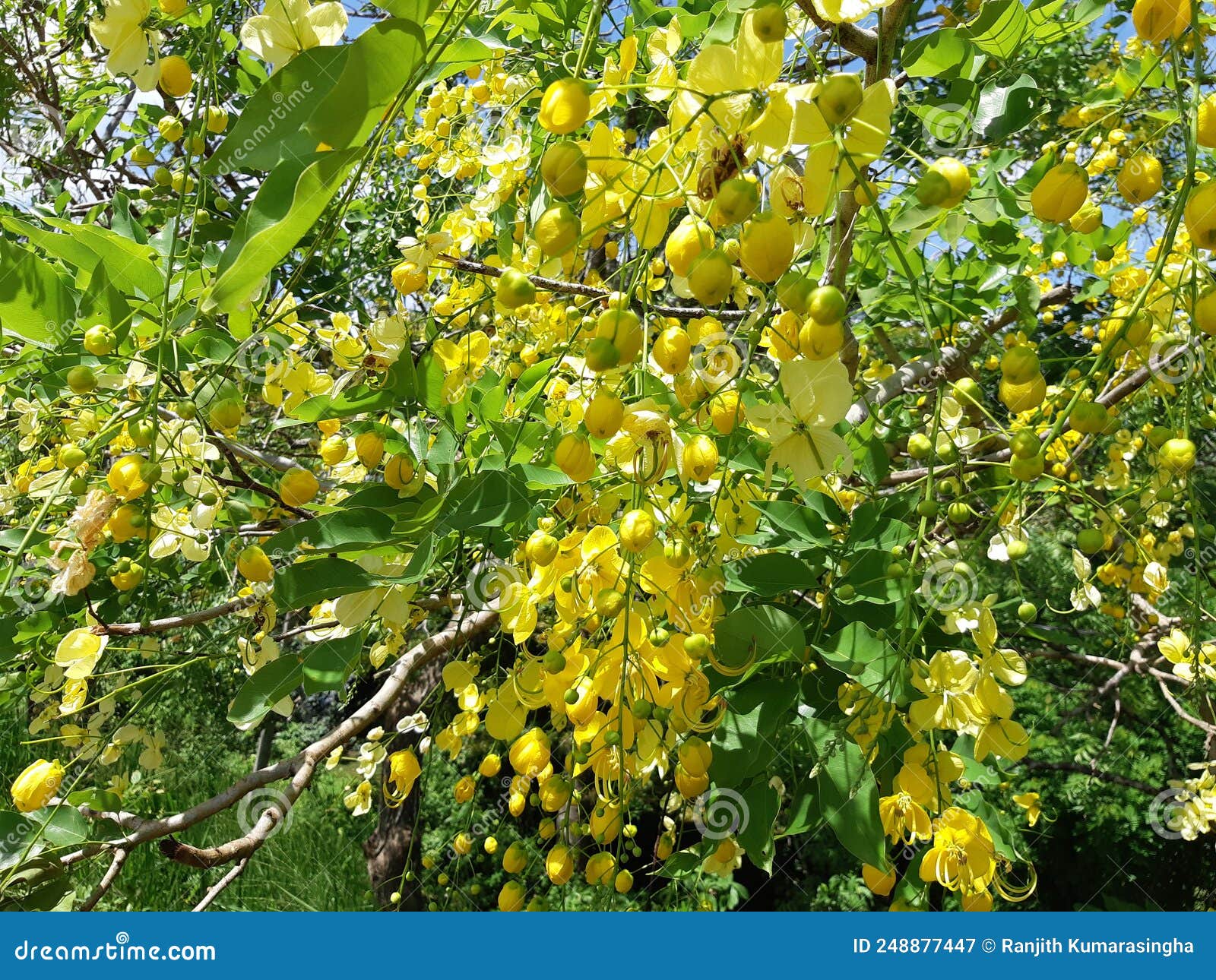 Ahala flower stock image. Image of deciduous, evergreen - 248877447