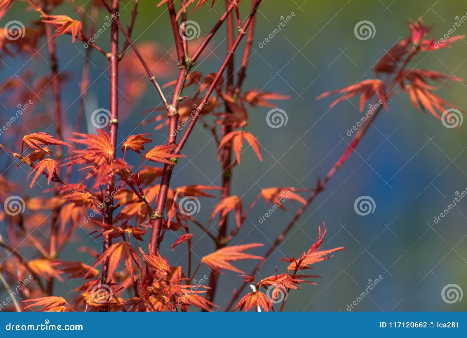 Ahorn Tree Detail stock photo. Image of park, canadian - 117120662