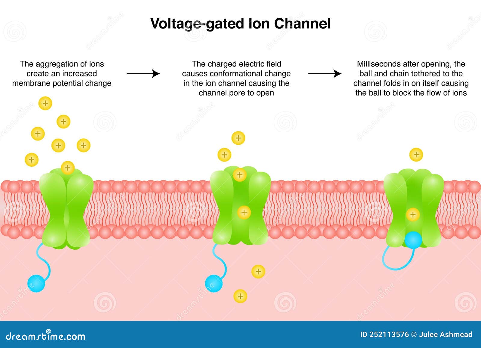 The Voltage-gated Sodium Channel Transporting Sodium Ions Through A ... The Voltage-gated Sodium Channel Transporting Sodium Ions Through A ...