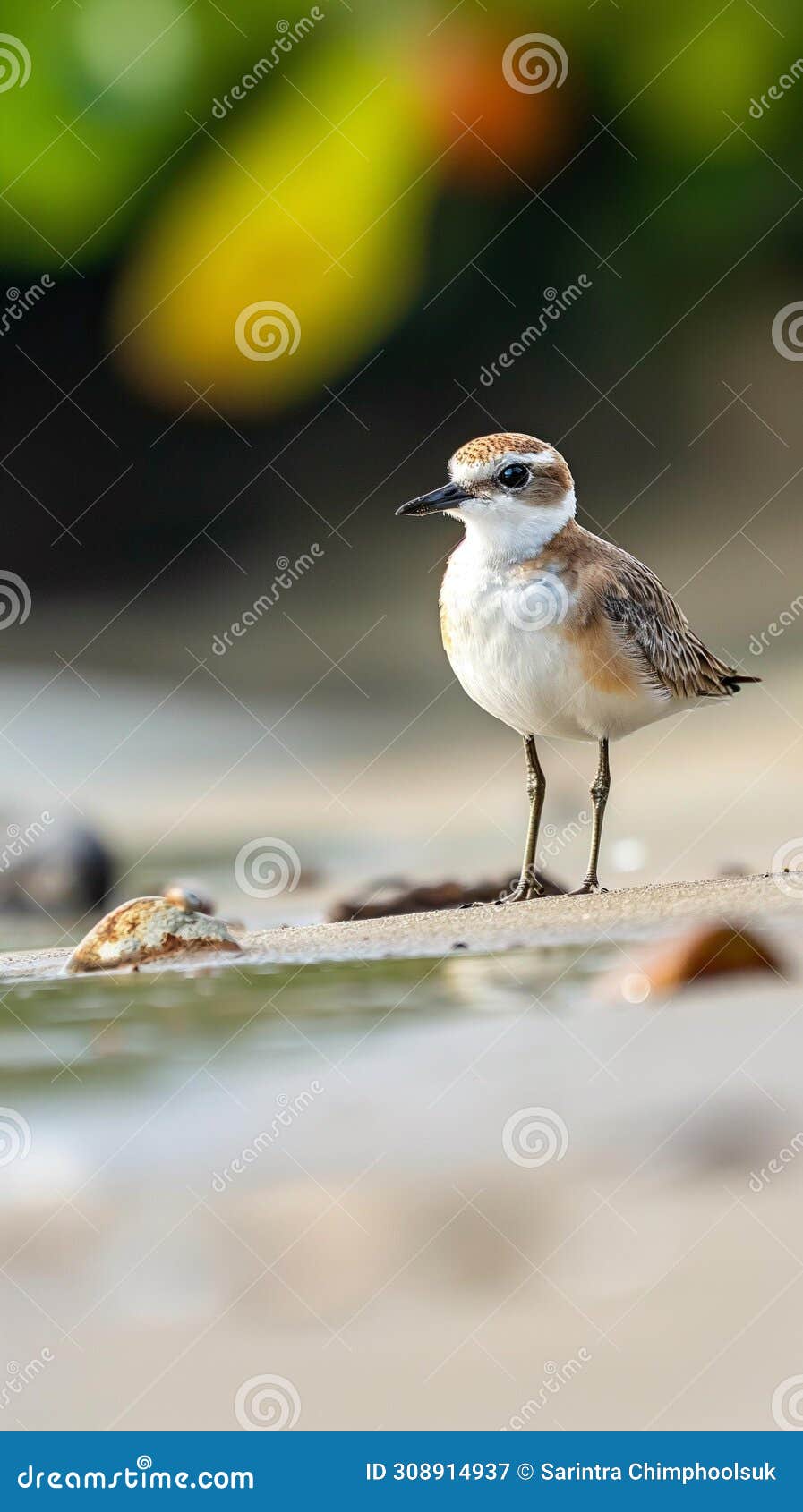 AI Creates Image of Malay Plover, a Small Number of Which is at Risk of ...