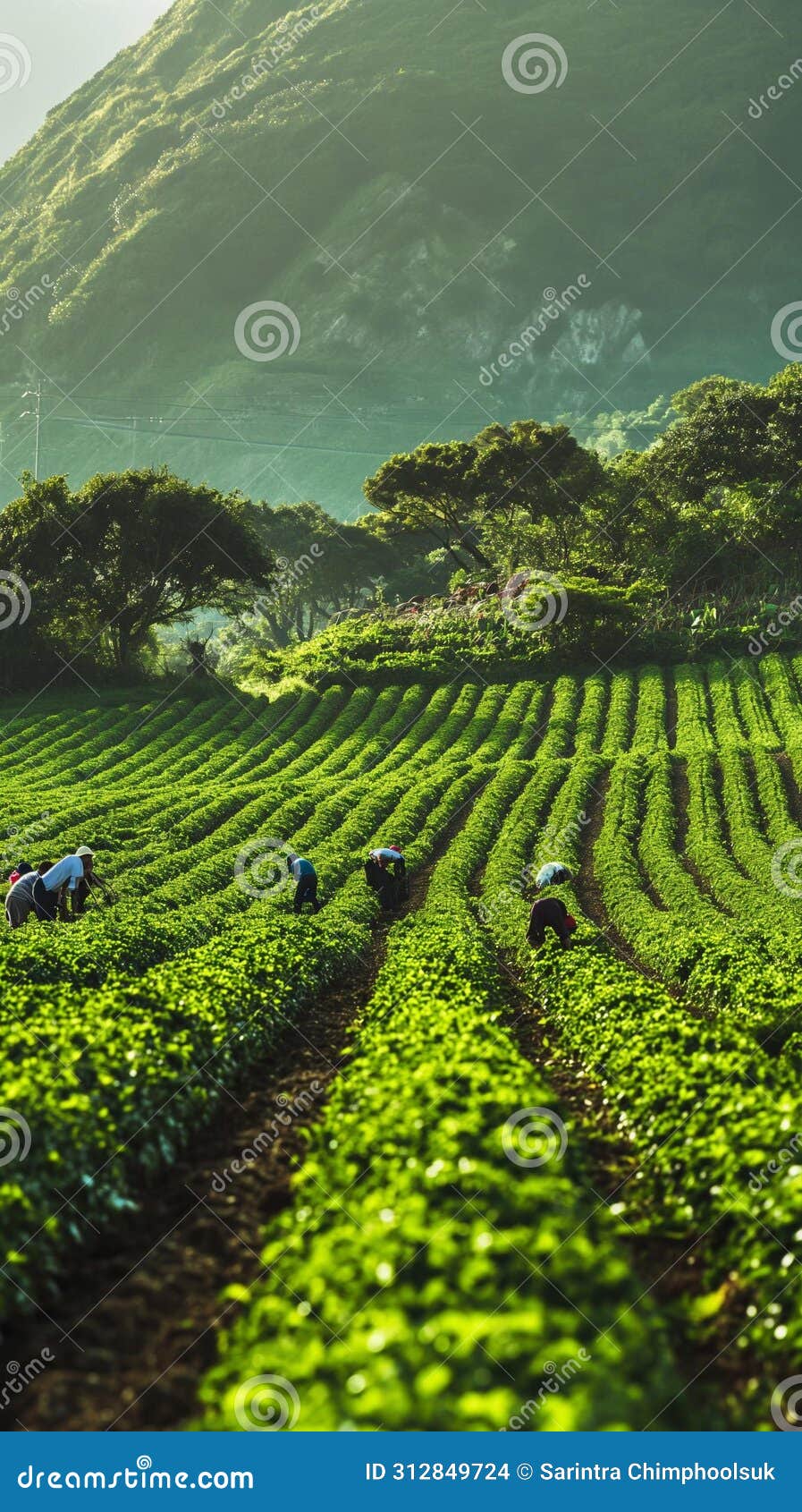 AI Creates Images of Tea Fields, Tea Terraces Stock Illustration ...