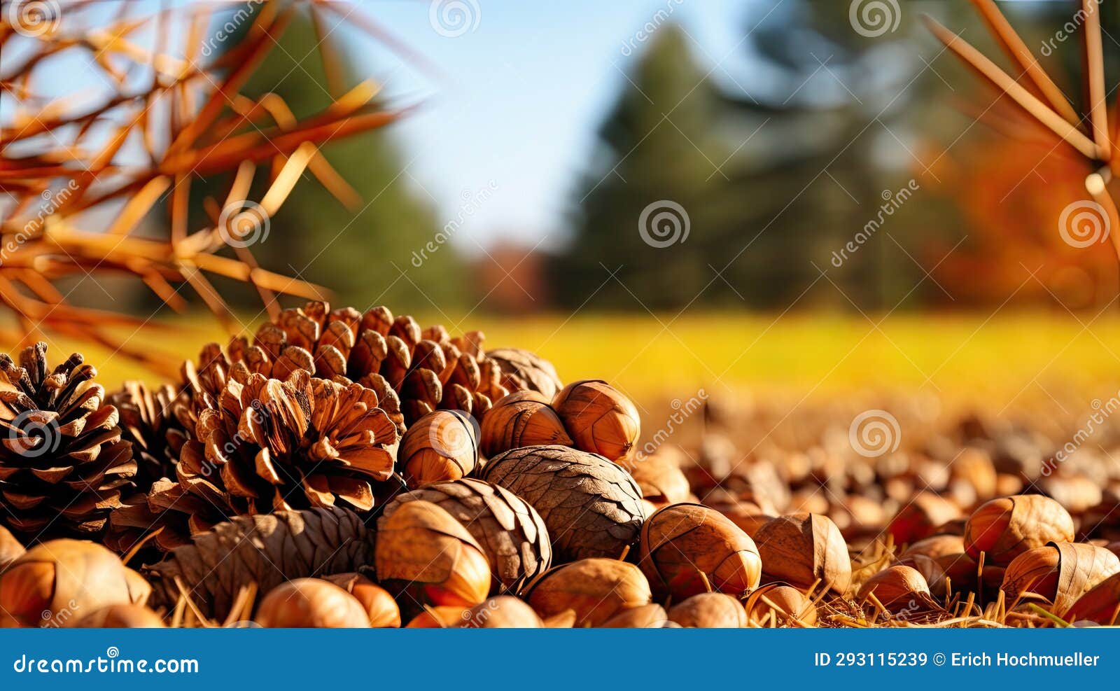 Enchanted Autumn: Pine Nuts and Magic on the Forest Floor Stock ...