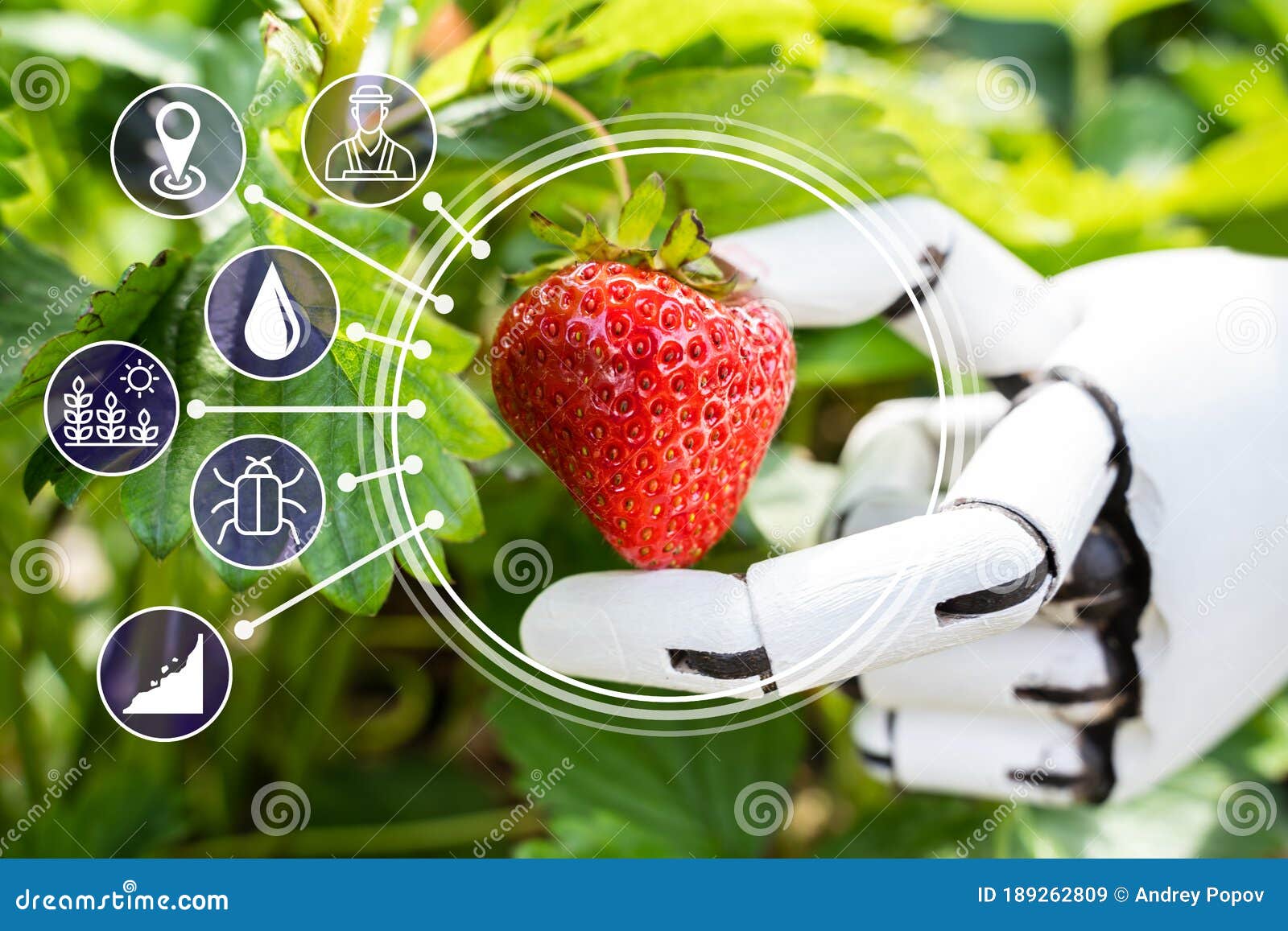 AI Farmer Assistant Picking Fresh Fruit Stock Image - Image of field ...
