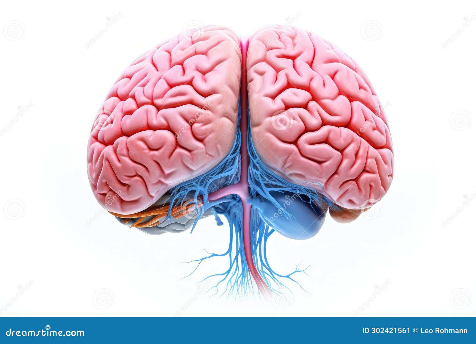 Brain Neurons Send Signals Via Axons And Dendrites Creating Synapses