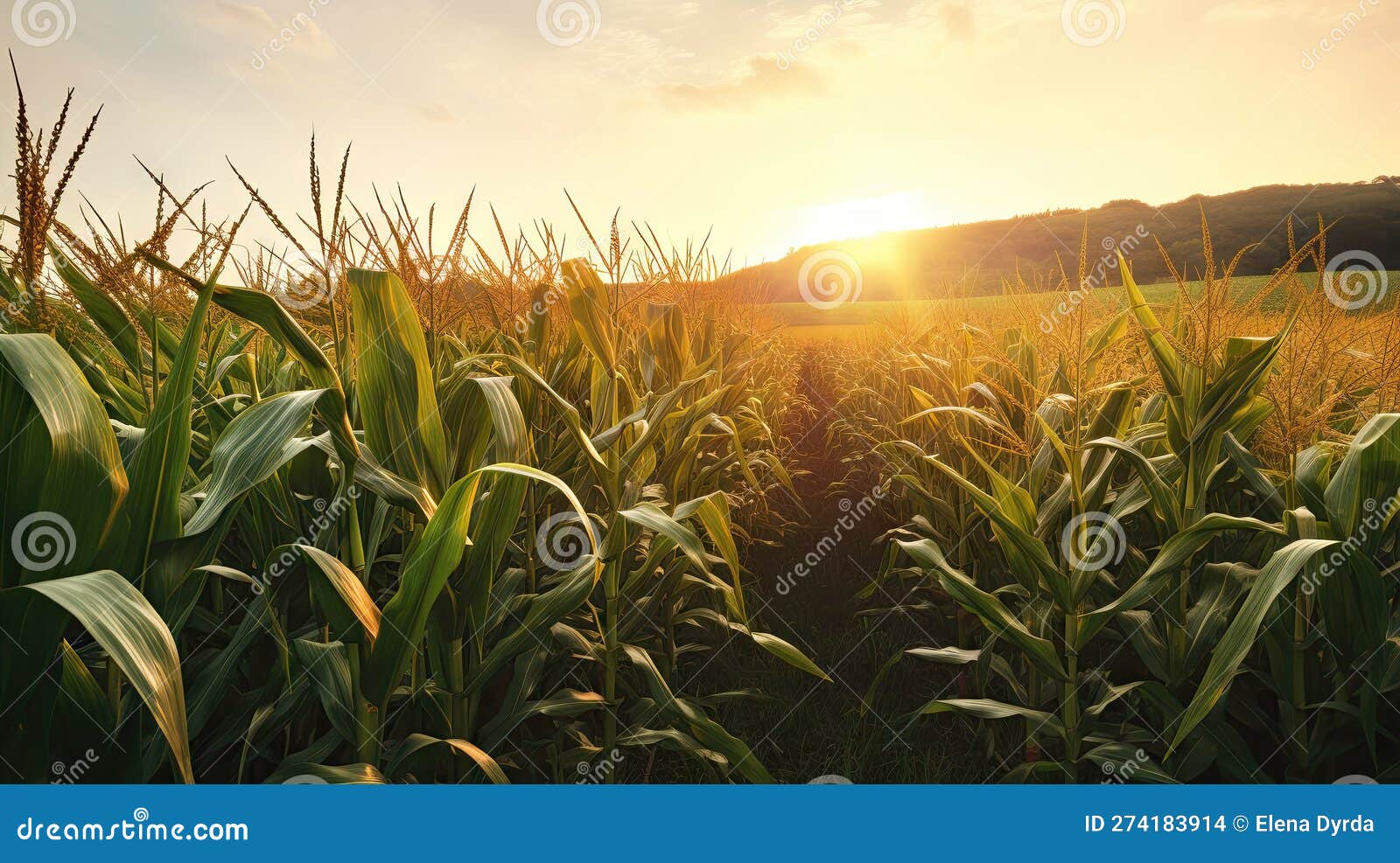 AI Generated Corn Field at Sunset. Beautiful Nature Scene with Green ...